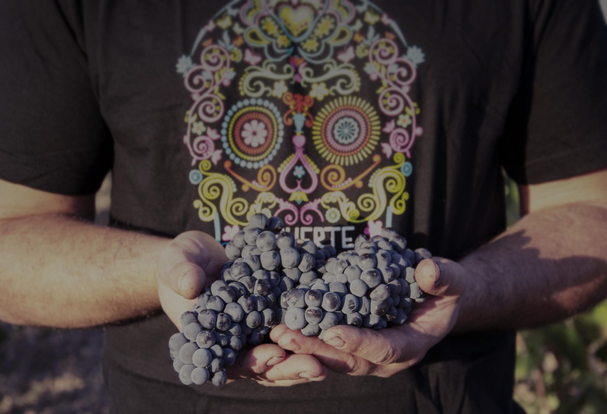 La uva Monastrell, una joya enológica - Winery On Creations